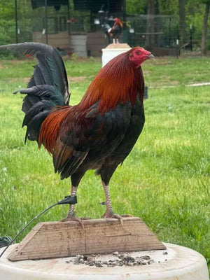 Show Pro Farm Supply – Rapido Ultimate Gamefowl