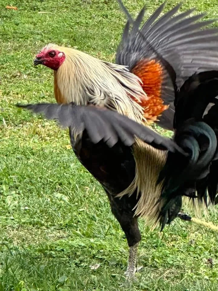 The Complete Guide to Gamefowl Breeder Nutrition | Show Pro – Rapido ...